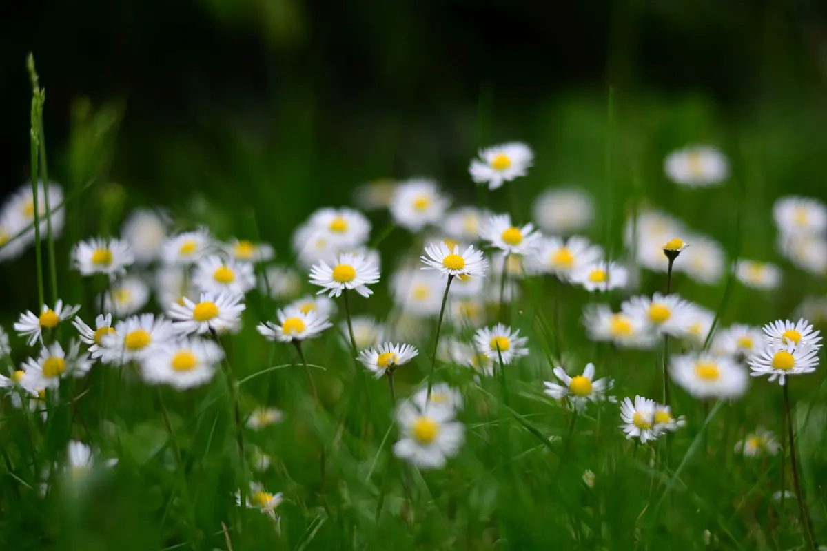 Savez-vous Planter Chez Nous - Blog jardin et potager bio
