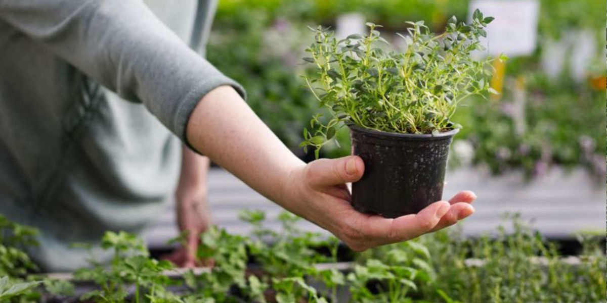Découvrez le réseau des jardineries Poullain