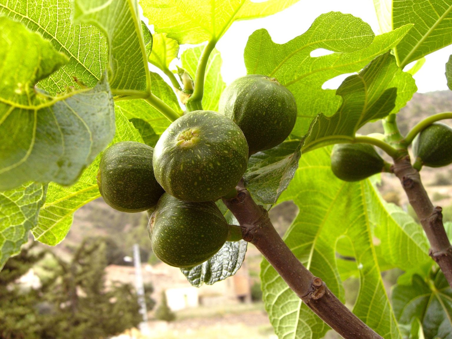 Le Figuier (Ficus carica), l’un des plus beaux arbres fruitiers ...