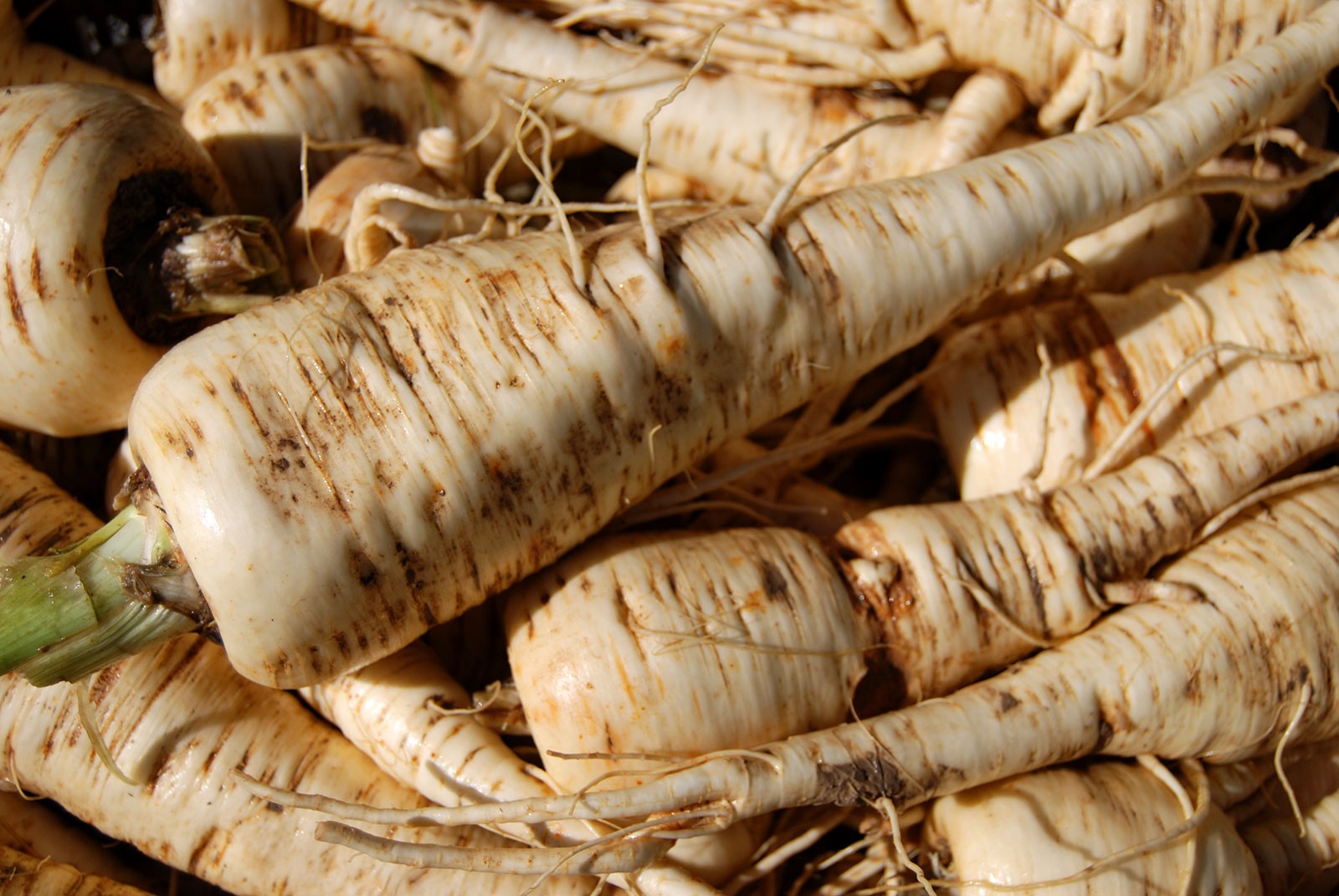 Salsifis : un légume riche en fibres - Fiches pratiques du potager