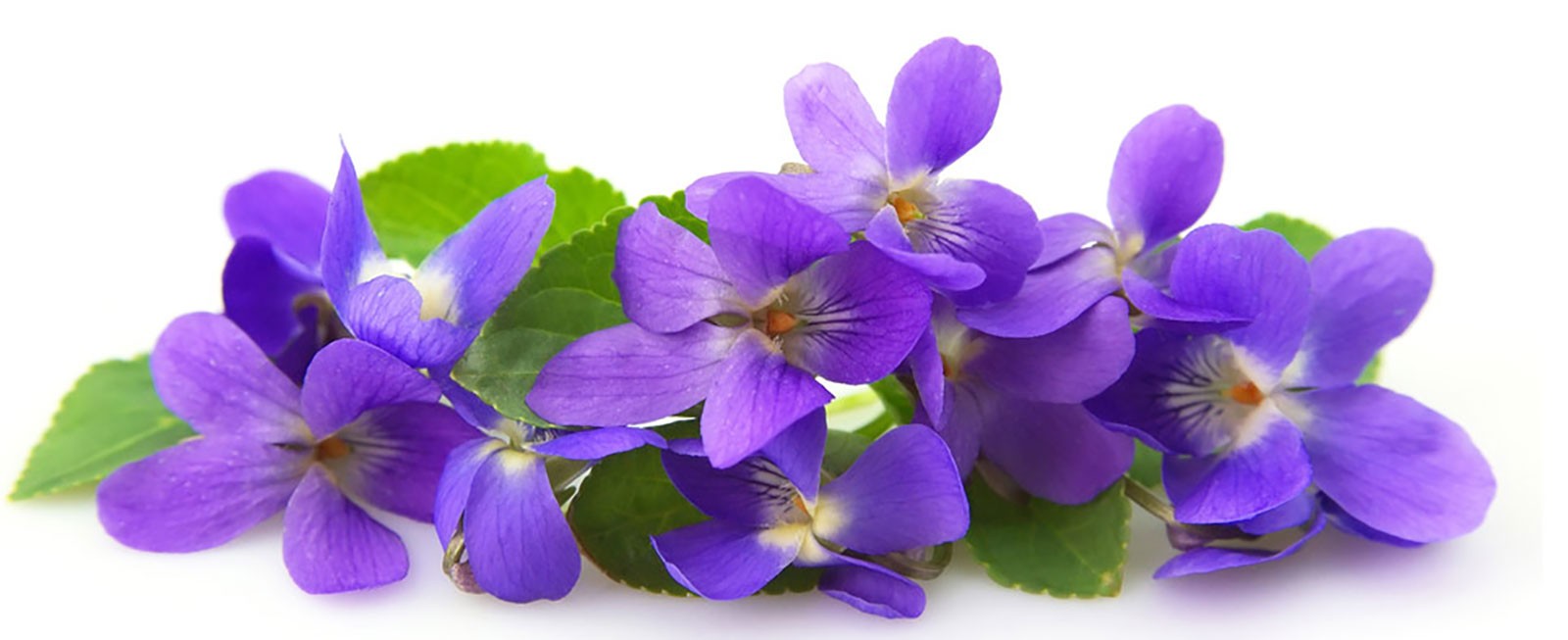 La Violette (Viola), jolie petite fleur très parfumée - Fiches ...